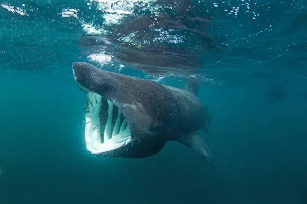 Are there sharks in the Mediterranean Sea?