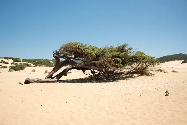 El Mistral: todo lo que necesita saber