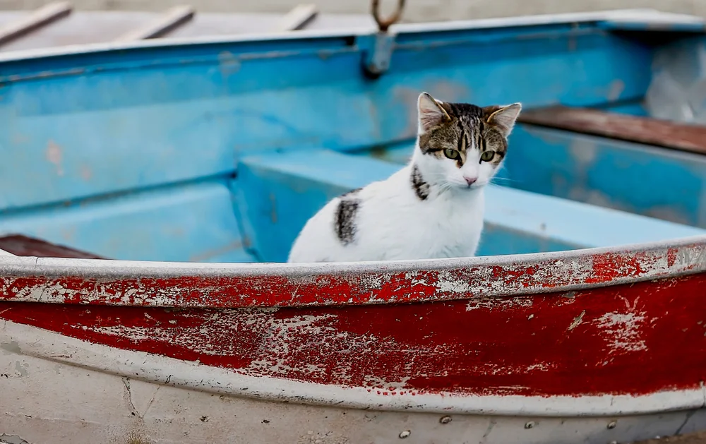 Sailing with cats: Feline adventures at sea