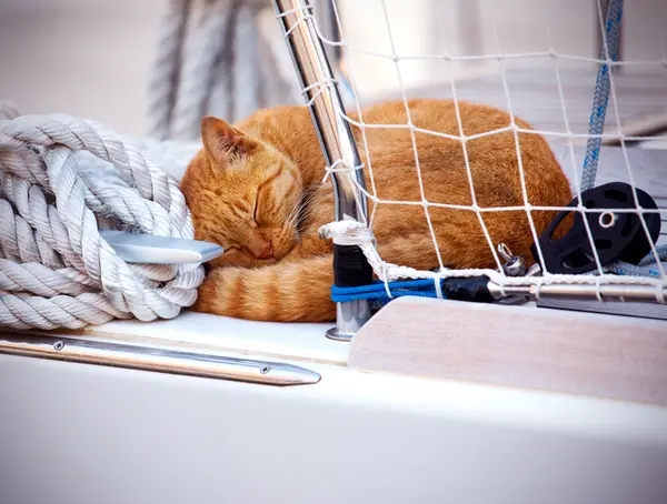 Segeln mit Katzen: Katzenabenteuer auf See