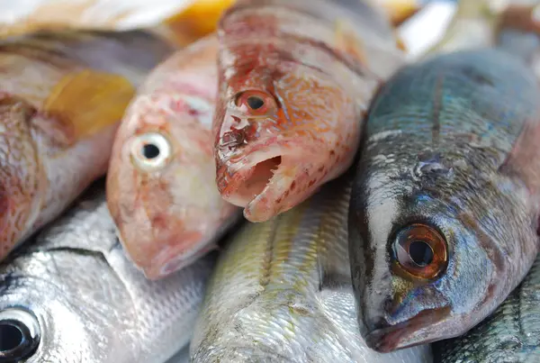Pesca in Croazia: Consigli per velisti e appassionati