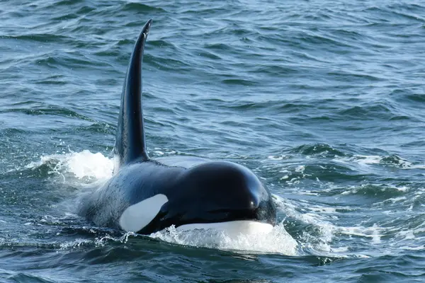 Orka's in de aanval: Het mysterie en de oplossing