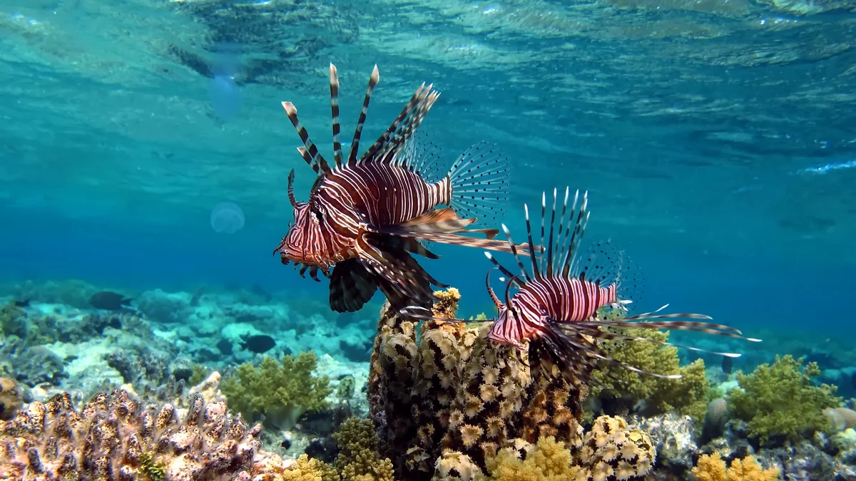 Poisonous sea fish won't spoil your holiday