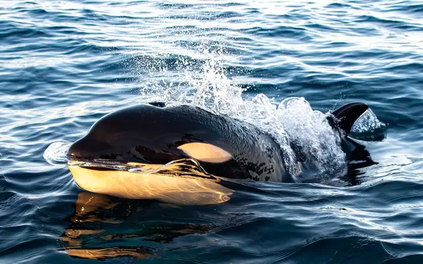 The Mystery of Killer Whale Boat Attacks