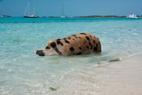 Jachtgids voor de Bahama's