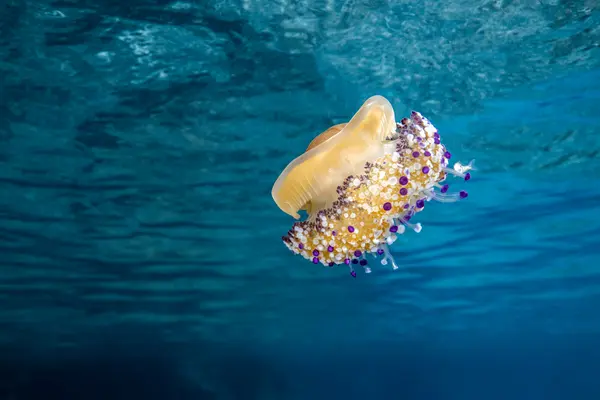 Poisonous sea life in Croatia and other dangerous creatures