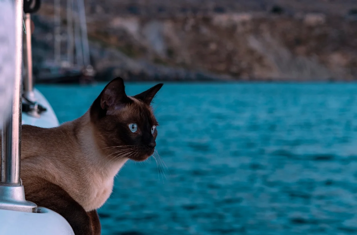 Guide de la navigation de plaisance avec des chiens et des chats