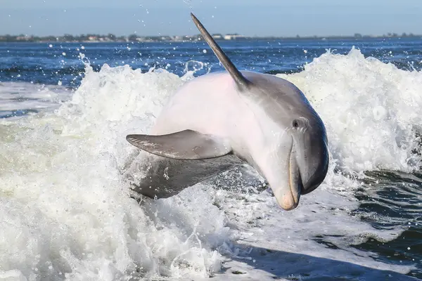 Zeilen met dolfijnen en walvissen in de Middellandse Zee