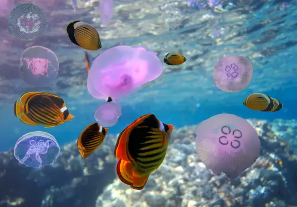 Guide des méduses en Méditerranée et traitement des piqûres