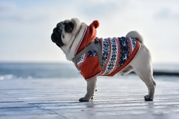 The Ultimate Guide to Dog Life Jackets