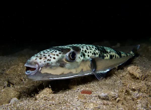 Poisonous sea fish won't spoil your holiday