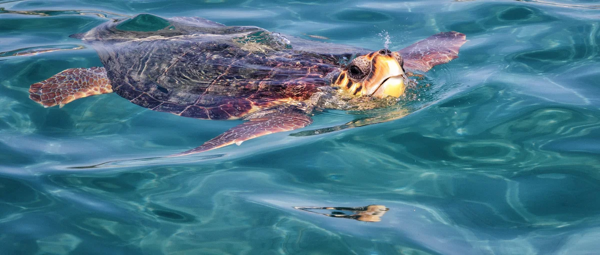 Unusual attack: Turtle Biting Tourists in Croatia's Čiovo Island