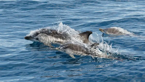 Navegar con delfines y ballenas en el Mediterráneo