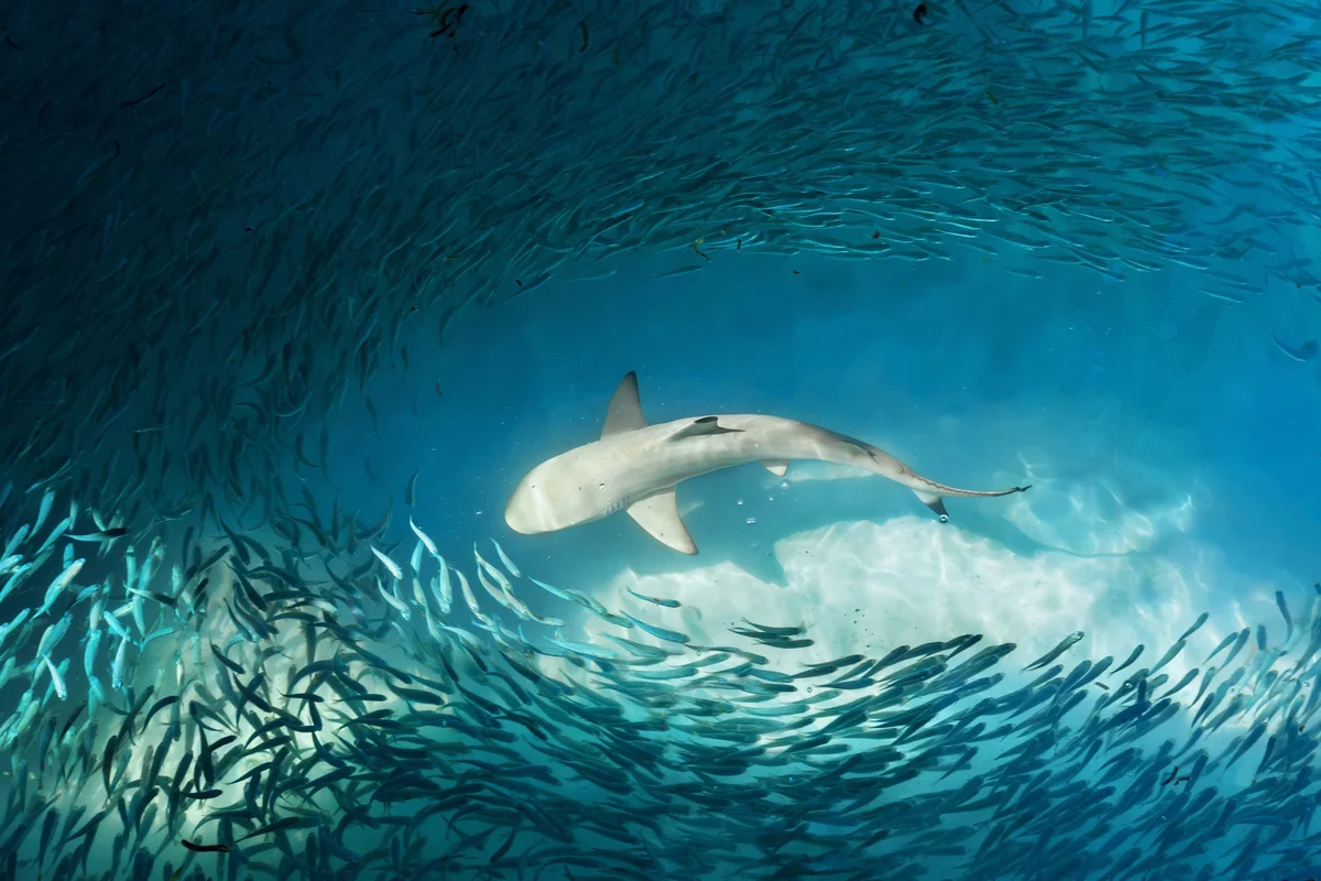 Are there sharks in the Mediterranean Sea?